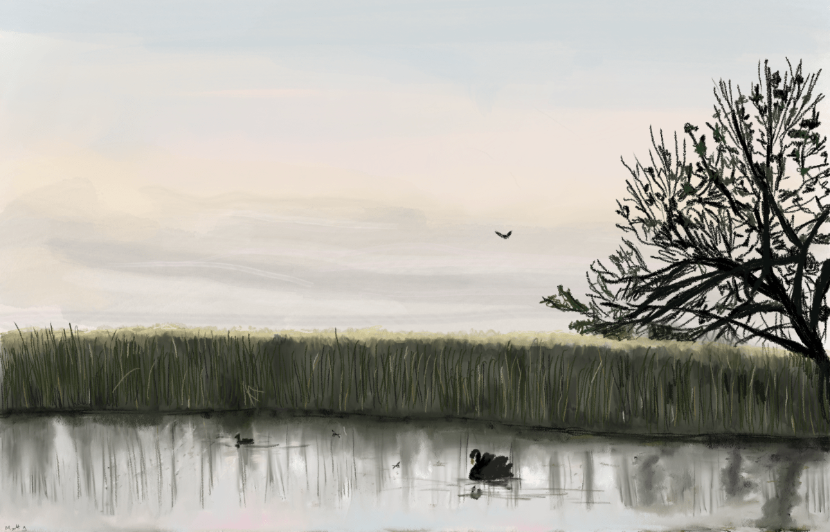 Still pond – Canberra Haiku